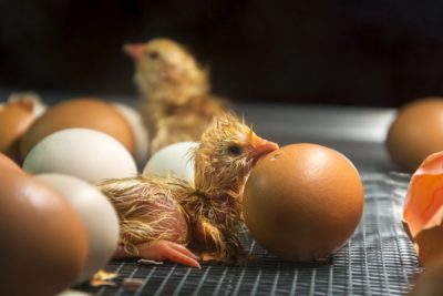 Importance of Incubator Temperature and Humidity for Chicken Eggs ...